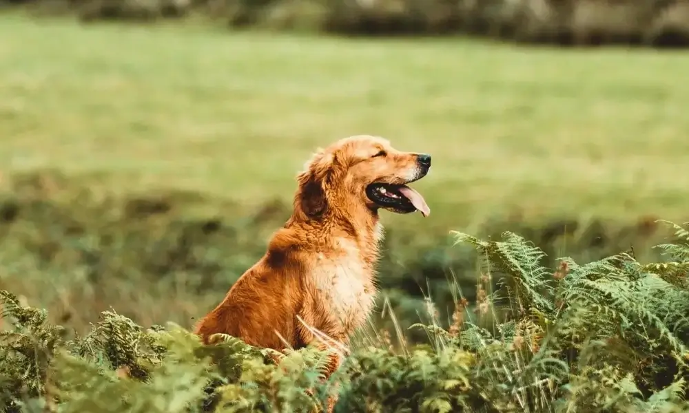 Dog Obedience Training To Transform Your Pet’s Behavior